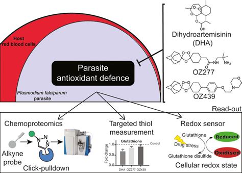 Plasmodium Falciparum Cell Structure