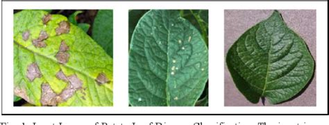 Figure 1 From Potato Leaf Disease Classification Using Deep Learning Approach Semantic Scholar