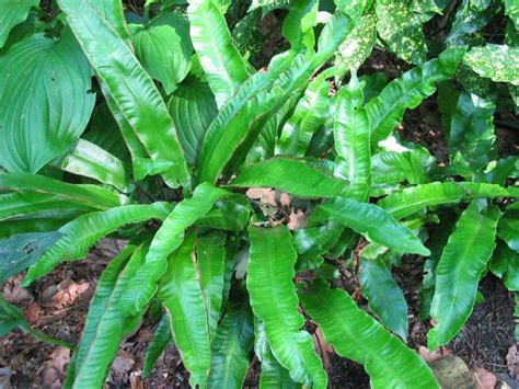 Asplenium Scolopendrium Tongvaren De Tuinen Van Appeltern