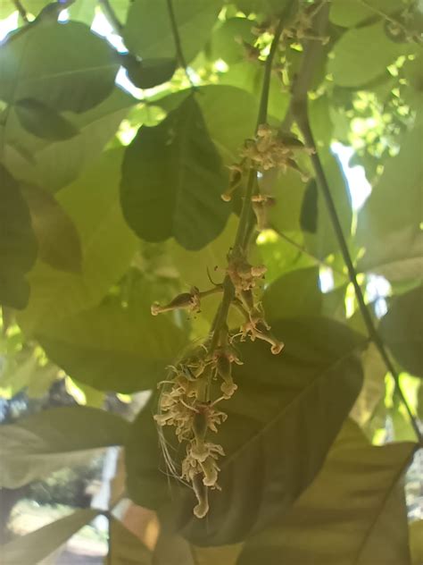 สวนพฤกษศาสตร์โ สวนพฤกษศาสตร์โรงเรียน โรงเรียนวิจิตราพิทยา