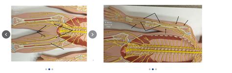 Nerve Plexuses And Peripheral Nerves P2 Diagram Quizlet