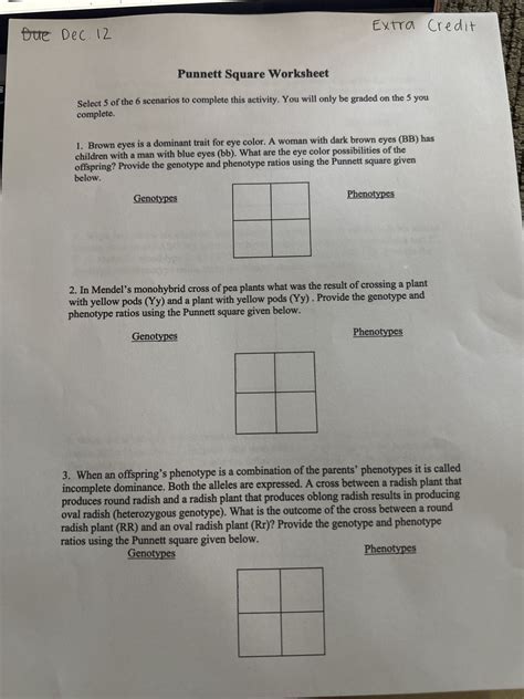Genotype Vs Phenotype Punnett Square