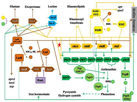 Pseudomonas Aeruginosa Biofilm