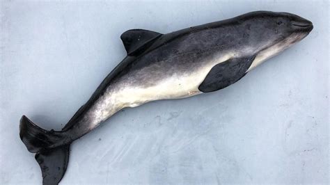 Bruinvis Gespot In Herentals Eerste Keer Zo Diep Landinwaarts In Het