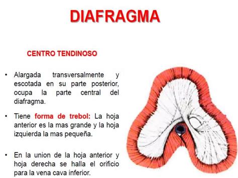 Anatomía Del Diafragma Pptx