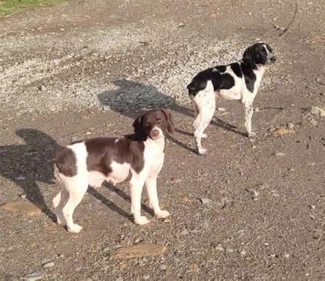 Информподдержка ☑Собаки могут быть и севастопольские ☑ КРЫМ АЛУШТА НА ПЛЯЖЕ заброшенная