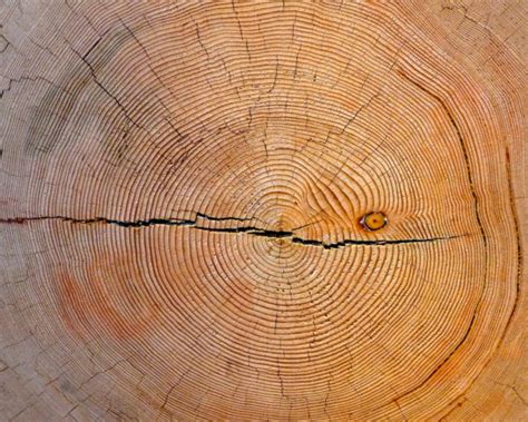 Tree Rings