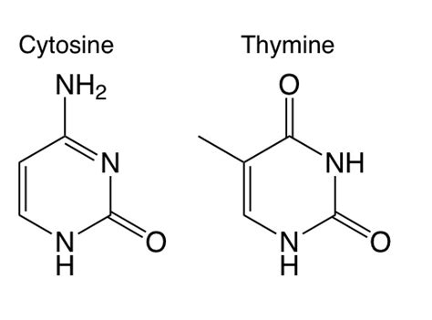 Cytosine And Thymine