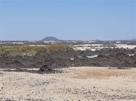 Bridging The Gap A Look At Transitional Fossils Modern Sciences