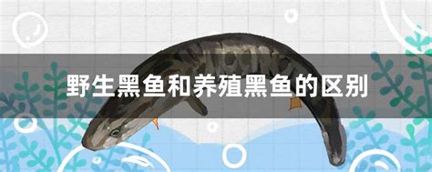 野生黑鱼和养殖黑鱼的区别是什么 鱼百科