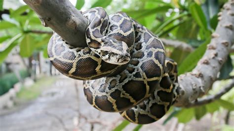 What Do Burmese Pythons Look Like