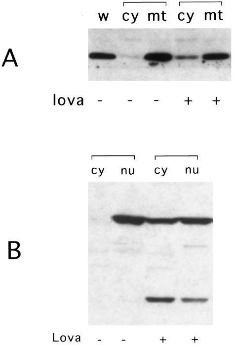 Cytochrome C Release From Mitochondria And Proteolysis And