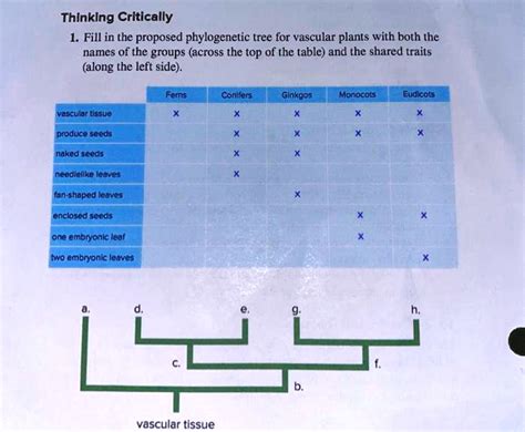 Solved Thinking Critically 1 Fill In The Proposed Phylogenetic Tree