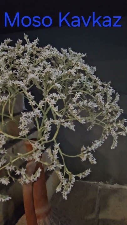 Хлеб грузинский «ШОТИС ПУРИ вкус и аромат детства Youtube