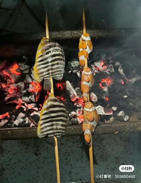 Guys I Found Nemo Album On Imgur