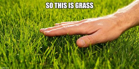 So This Is Grass Imgflip