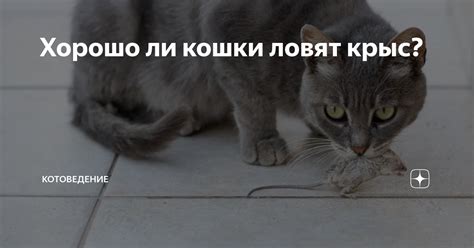 Хорошо ли кошки ловят крыс КотоВедение Зоопсихолог Юлия Иванова Дзен