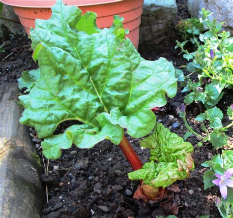Pie Plant Rhubarb At Chris Stevens Blog