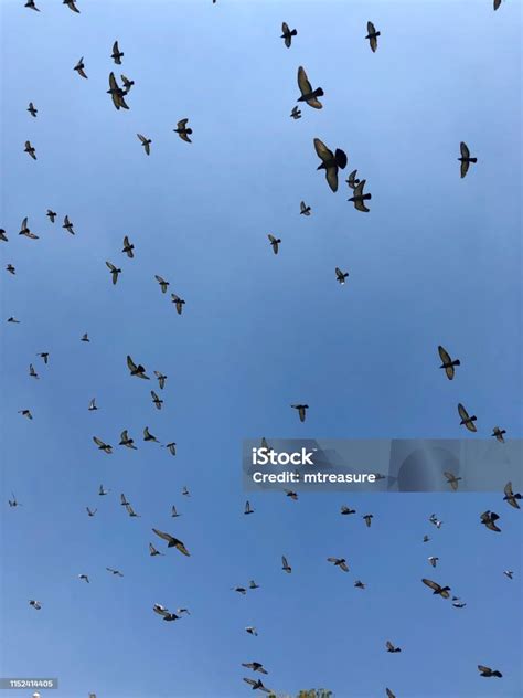 아 메 르 포트 자이푸르 라자 스 탄 인도 불쾌 한 새 배설물과 해충 방제 사진 인도 비둘기 새 비행 날개 확산 지상 및 요새