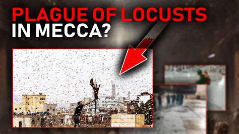 Shocking Locust Invasion In Mecca A Biblical Sign Of The End Times