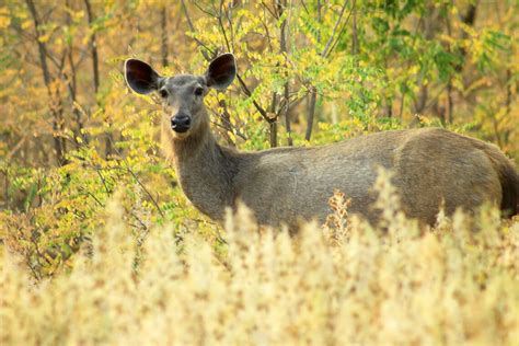 Sambar Deer Indian Wildlife
