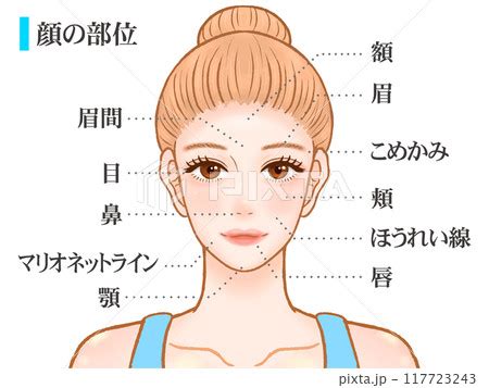 綺麗な大人の女性の顔のパーツ部位の図解イラスト素材のイラスト素材 117723243 PIXTA