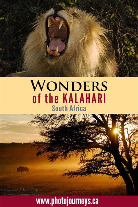 Kalahari Desert Highlights In 2025 South Africa Travel African