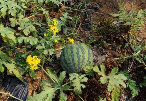은미 맞얽힘읽기 수박을 붙여놓으라고 🍉 니 이 수박 어디서 가져왔는 겨 학교에서 오다가 밭둑에 버려진 거 가져왔어요 다시 거기 붙여놓고 와라 남의
