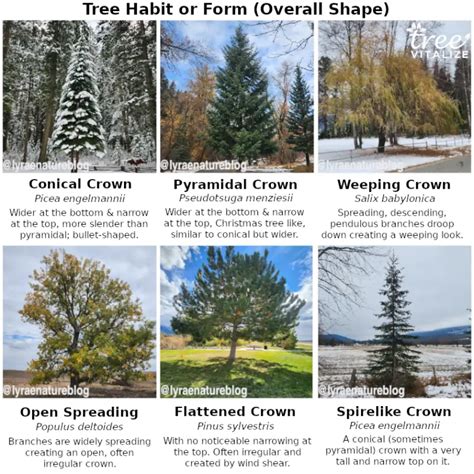 17 Different Types Of Fir Trees Their Identifying Features