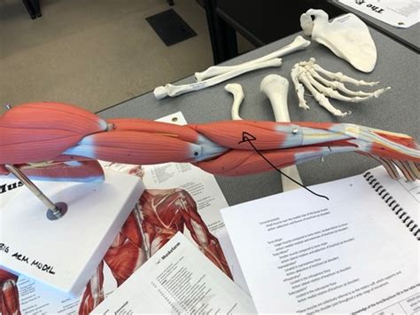 Anatomy Lab Practical Lab 6 Part 1 Flashcards Quizlet