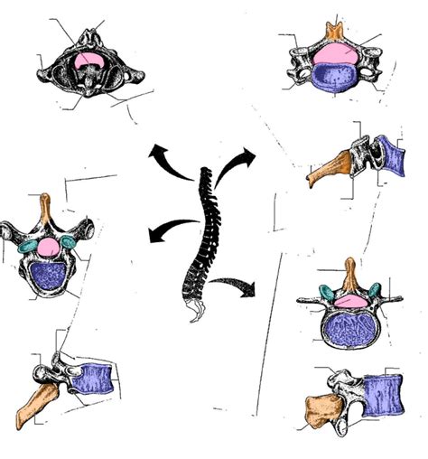 Vertabrae Diagram Quizlet