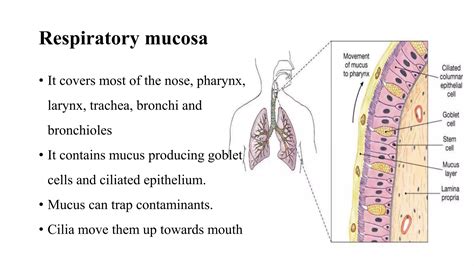 Upper Respiratory Tract Infections015624pptx