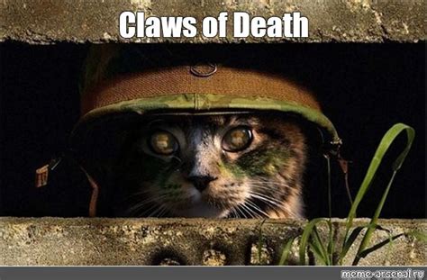 Create Meme Cat Military Studs Videos Military Cat Pictures