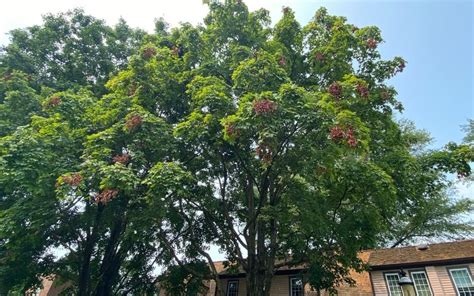 Why Are Branch Tips Dying On My Trees Flagging In Trees Caused By