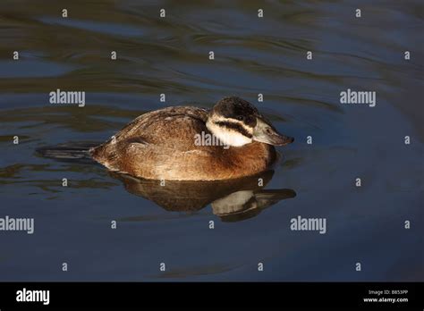 Queue Raide Banque De Photographies Et Dimages à Haute Résolution Alamy
