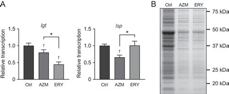 Macrolides Decrease The Proinflammatory Activity Of Macrolide Resistant Streptococcus Pneumoniae