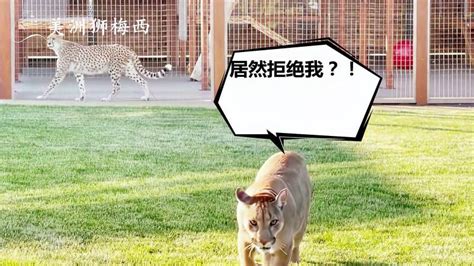 家养美洲狮第一次找猎豹玩，没想到遭到了拒绝，可把小家伙气坏了自然动物好看视频