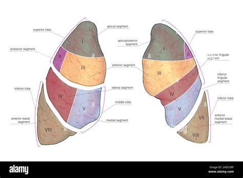 Illustration Of The Lungs Lobes And Segments This Image Labelled