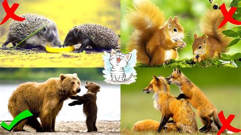 ДИКИЕ ЖИВОТНЫЕ и их детеныши Викторина со звуками зверей для детей Youtube