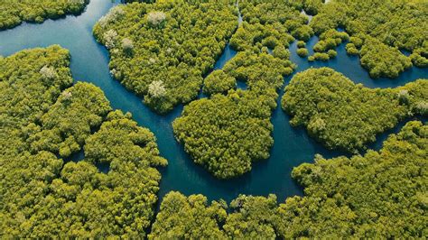 Aerial View Of Mangrove Forest And River On The Siargao Island Philippines Windows 10