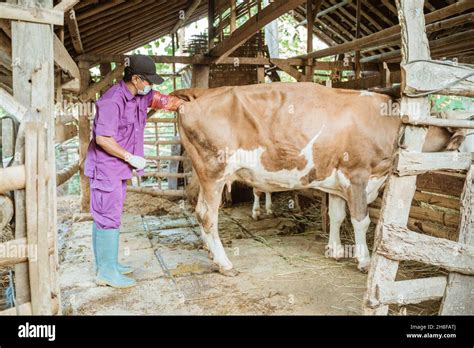 Insemination Cow The Forced Insemination Of Cows Vegan Fta