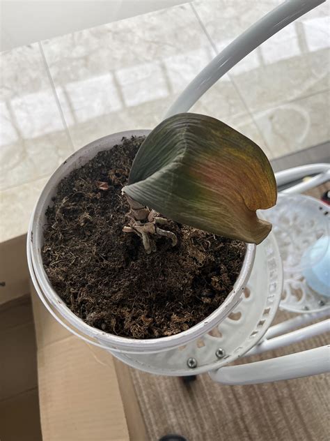 Цэцэгчдийн групп Ямар арга хэмжээ авах вэ