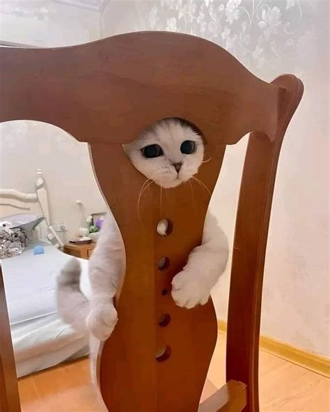 Cute White Cat Standing On A Chair Cute Cat In Closet White Animal