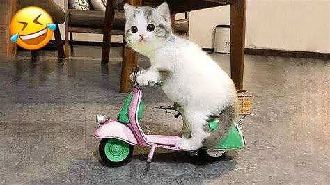 When God Sends You A Funny Cat 🤣 Funniest Cat Ever 😹