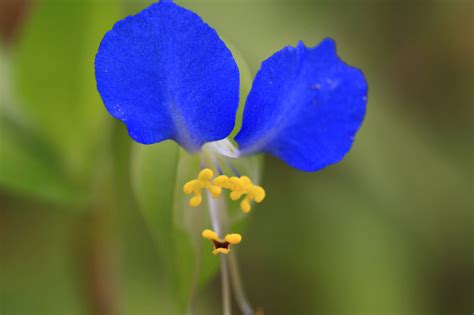 여름 아침을 여는 꽃 닭의장풀