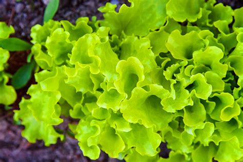 야채 밭에 있는 정원 침대에 녹색 잎 양상추 샐러드와 농업 분야 0명에 대한 스톡 사진 및 기타 이미지 0명 건강한 생활방식 건강한 식생활 Istock