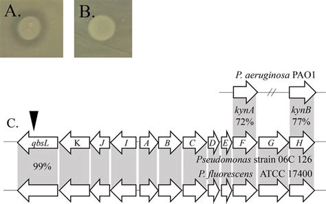 Loss Of Antagonistic Phenotype By Transposon Insertion In The Download Scientific Diagram