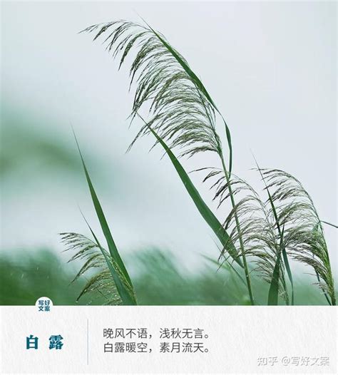 原创白露文案句句唯美惊艳 知乎