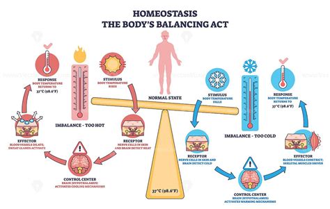 Homeostasis In Humans Diagram