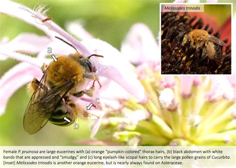 Hoary Squash Bee Peponapis Pruinosa Bee Watching